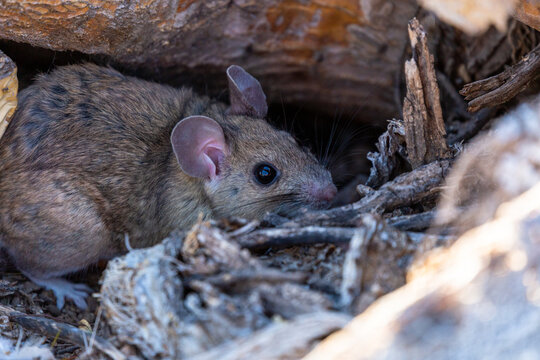 Wood-Rat Images – Browse 26 Stock Photos, Vectors, and Video | Adobe Stock