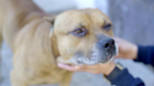 "Fighting Dog" Bilder – Durchsuchen 795 Archivfotos, Vektorgrafiken und ...
