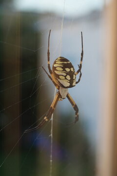 "Writing Spider" - Images et vidéos libres de droits | Adobe Stock