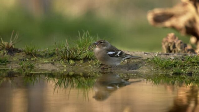 Vink Images – Parcourir 415 le catalogue de photos, vecteurs et vidéos ...