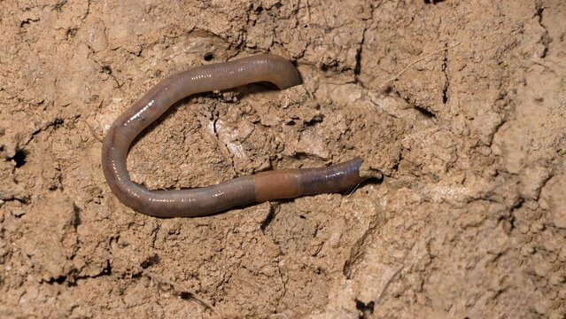 "Common Earthworm" Images – Browse 460 Stock Photos, Vectors, and Video ...