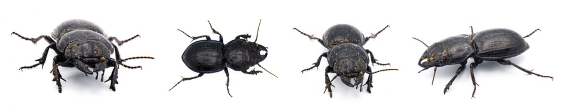 Litter Bug Images – Browse 552 Stock Photos, Vectors, and Video | Adobe ...