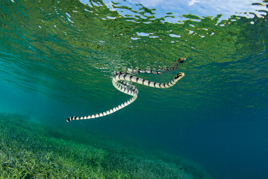 "Banded Sea Krait" Images – Browse 548 Stock Photos, Vectors, and Video ...