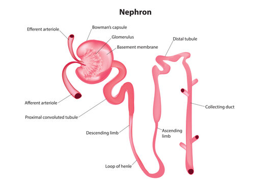 Kidney Diagram Loop Of Henle