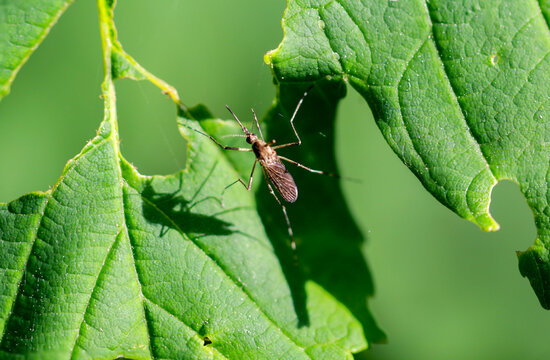Imagens de Schnacke – Explore Fotografias do Stock, Vetores e Vídeos de ...