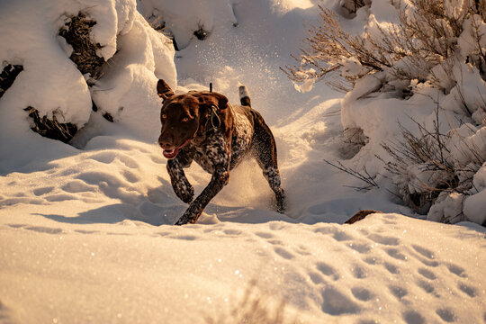 "Bird Dog" Images – Browse 2,188 Stock Photos, Vectors, and Video ...