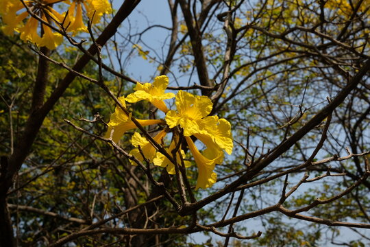 รูปภาพLamduan – เลือกดูภาพถ่ายสต็อก เวกเตอร์ และวิดีโอ636 | Adobe Stock
