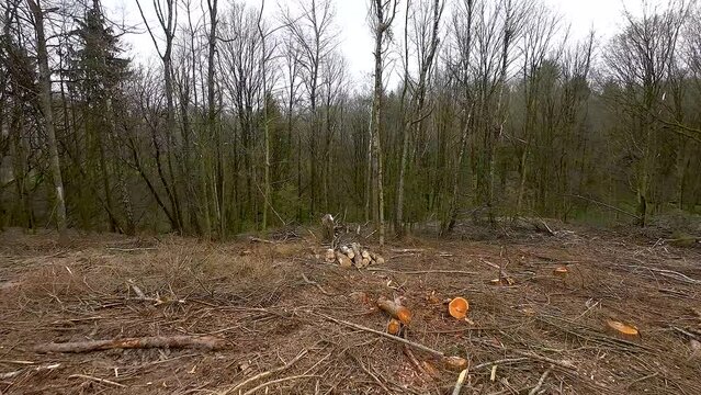 Clearfelling Images – Parcourir 6,125 le catalogue de photos, vecteurs ...