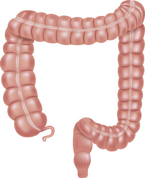 Afbeeldingen over "Sigmoid Flexure" – Blader in stockfoto's, vectoren ...