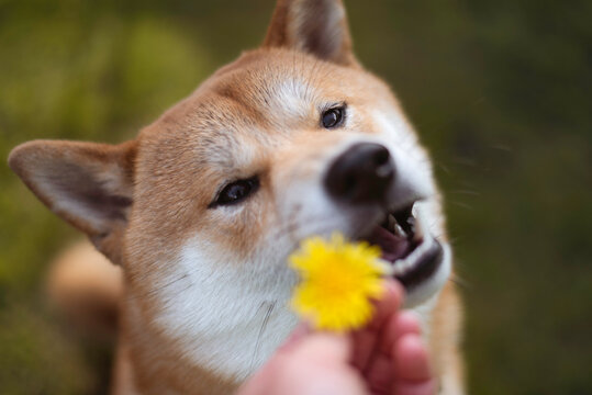 Imágenes de Shiba Inu Human: descubre bancos de fotos, ilustraciones ...