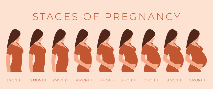 Pregnancy Stages Month By Month