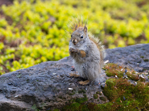 รูปภาพChickaree – เลือกดูภาพถ่ายสต็อก เวกเตอร์ และวิดีโอ542 | Adobe Stock