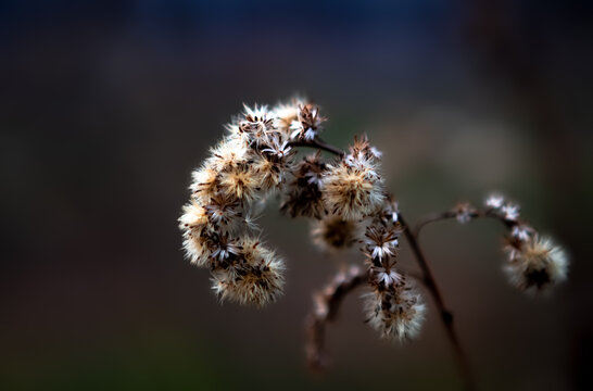 Distelarten-Bilder: Stock-Fotos & -Videos. | Adobe Stock