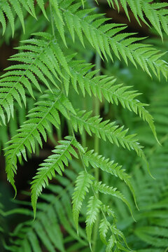 Pteridopsida bilder – Bläddra bland 1,692 stockfoton, vektorer och ...