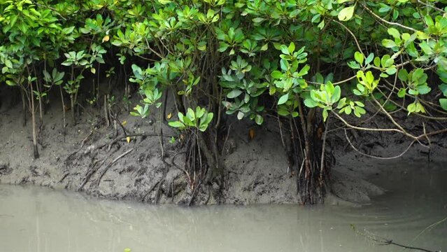 Rhizophoraceae Images – Parcourir 561 le catalogue de photos, vecteurs ...