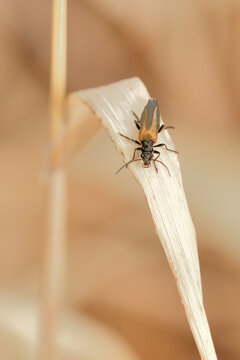 Pajizo Images – Browse 16 Stock Photos, Vectors, and Video | Adobe Stock