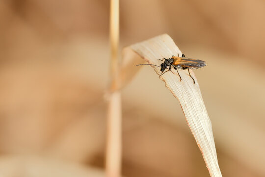 Pajizo Images – Browse 16 Stock Photos, Vectors, and Video | Adobe Stock