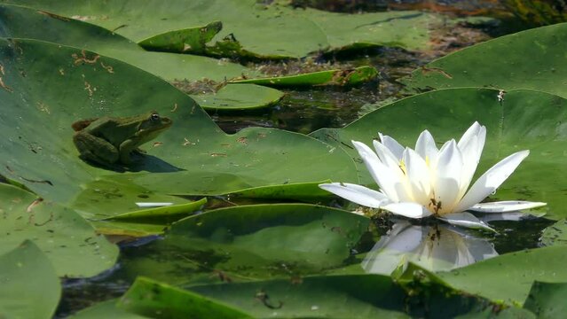 "Nymphaea Alba" Images – Browse 7,898 Stock Photos, Vectors, and Video ...