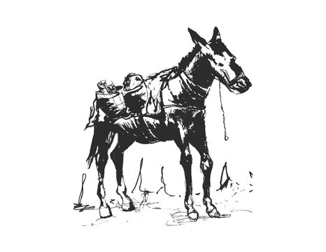 Pack Mule Images – Browse 956 Stock Photos, Vectors, and Video | Adobe ...