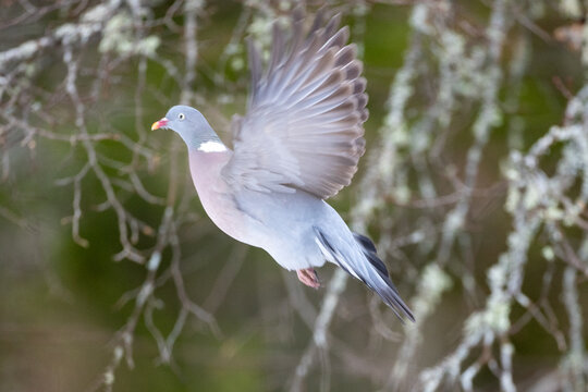 Afbeeldingen over "Carrier Pigeon" – Blader in stockfoto's, vectoren en ...