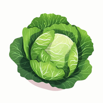 "Cabbage Vector" Images – Browse 114 Stock Photos, Vectors, and Video ...