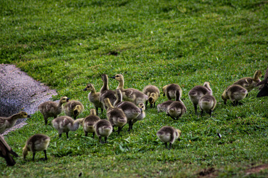 Gooslings Images – Browse 93 Stock Photos, Vectors, and Video | Adobe Stock