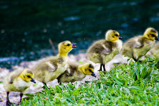 Gooslings Images – Browse 93 Stock Photos, Vectors, and Video | Adobe Stock