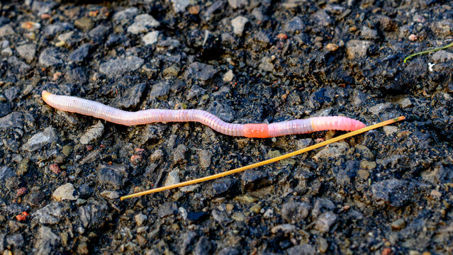 Regenworm Bilder – Durchsuchen 4,309 Archivfotos, Vektorgrafiken und ...
