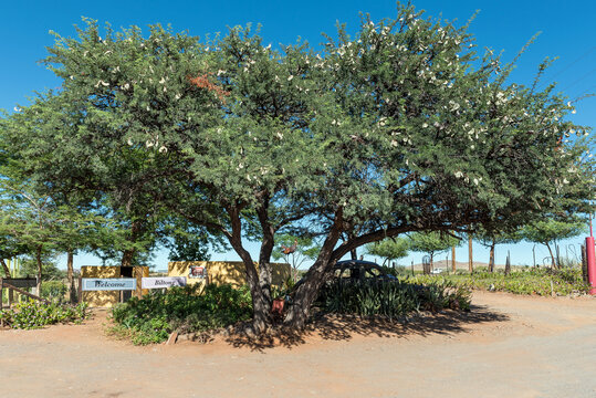 Kameeldoring Bilder – Durchsuchen 1,748 Archivfotos, Vektorgrafiken und ...