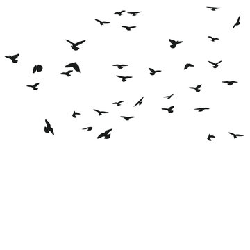 Birds Flying Vector Images – Browse 599,680 Stock Photos, Vectors, and ...