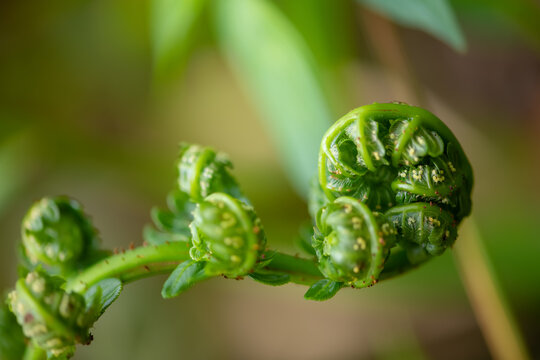 Stipel Bilder – Durchsuchen 1,069 Archivfotos, Vektorgrafiken und ...