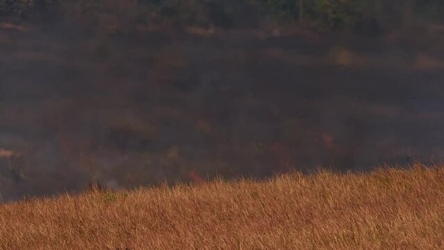 "Prescribed Burning" Images – Browse 6,302 Stock Photos, Vectors, and ...