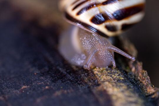 รูปภาพEscargo – เลือกดูภาพถ่ายสต็อก เวกเตอร์ และวิดีโอ58,570 | Adobe Stock