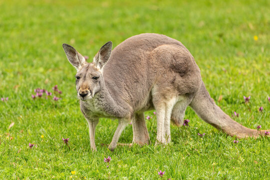 Gray Kangaroo Bilder – Durchsuchen 18,335 Archivfotos, Vektorgrafiken ...