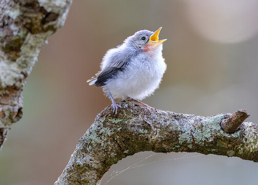 Funny Baby Bird Pictures