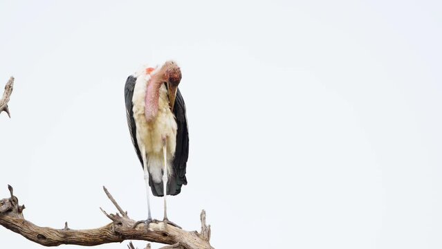 "Marabou Stork" Images – Browse 4,633 Stock Photos, Vectors, and Video ...