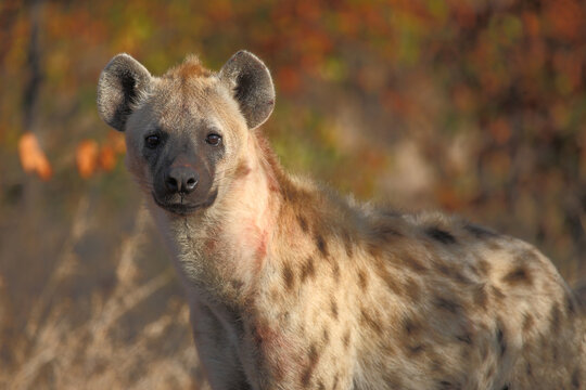 "Spotted Hyena" bilder – Bläddra bland 14,094 stockfoton, vektorer och ...