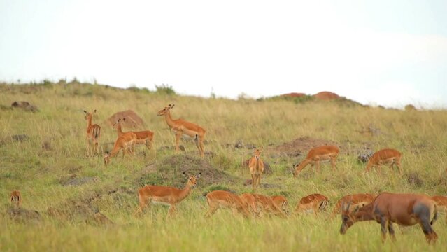 รูปภาพTopi.animal – เลือกดูภาพถ่ายสต็อก เวกเตอร์ และวิดีโอ3,790 | Adobe ...