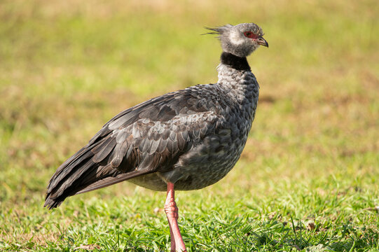 Imágenes de Chaja: descubre bancos de fotos, ilustraciones, vectores y ...