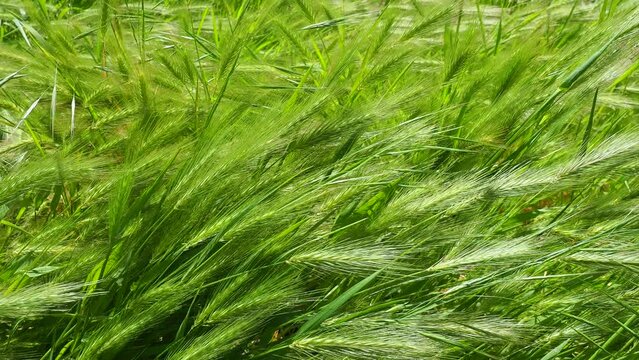 "Wall Barley" Images – Browse 2,522 Stock Photos, Vectors, and Video ...