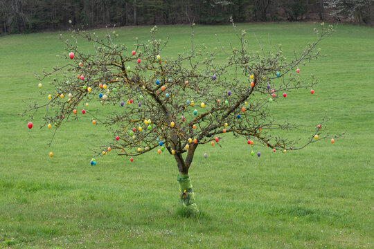 「Ostereierbaum」の写真素材 | 148件の無料イラスト画像 | Adobe Stock