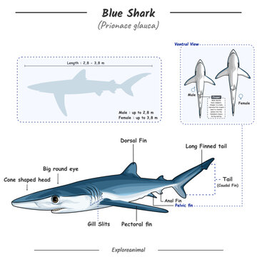 "Blue Shark" Images – Browse 2,900 Stock Photos, Vectors, and Video ...