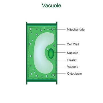 Central Vacuole Plant Cell