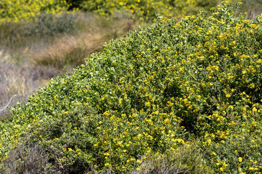 Bitou Bilder – Durchsuchen 316 Archivfotos, Vektorgrafiken und Videos ...