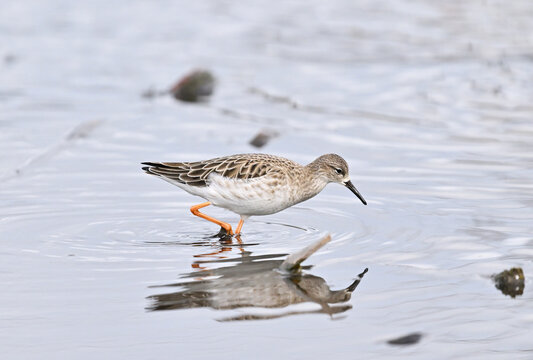 Brushane bilder – Bläddra bland 5,470 stockfoton, vektorer och videor ...