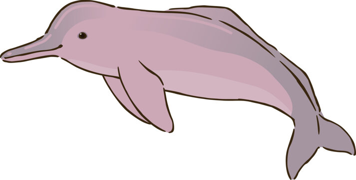 Amazon River Dolphin