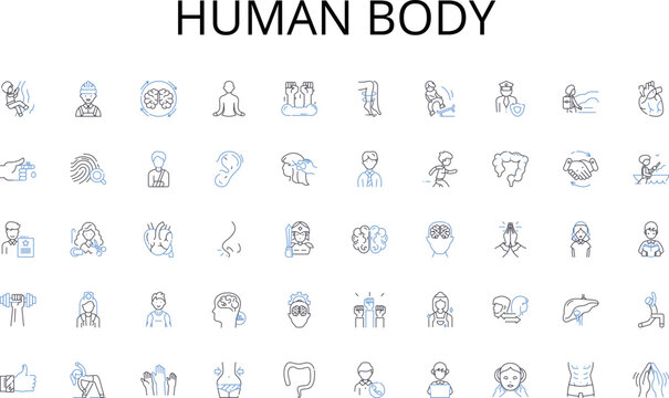 line map of body