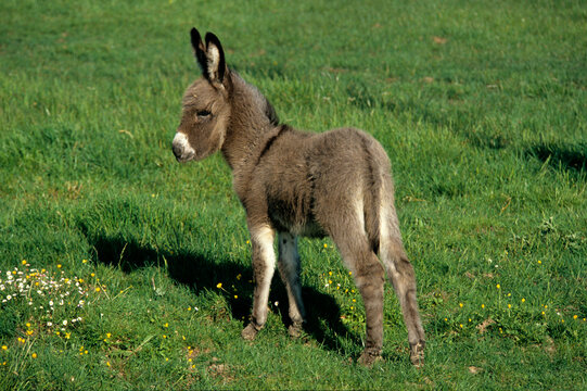 รูปภาพAnon – เลือกดูภาพถ่ายสต็อก เวกเตอร์ และวิดีโอ11,695 | Adobe Stock