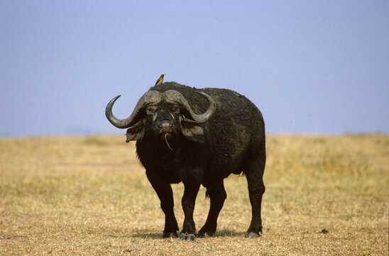 รูปภาพBuffle – เลือกดูภาพถ่ายสต็อก เวกเตอร์ และวิดีโอ2,332 | Adobe Stock