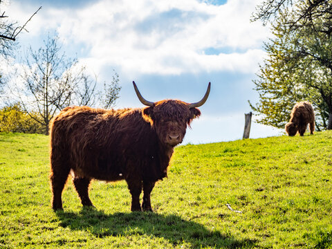 Wildrinder Bilder – Durchsuchen 41,072 Archivfotos, Vektorgrafiken und ...